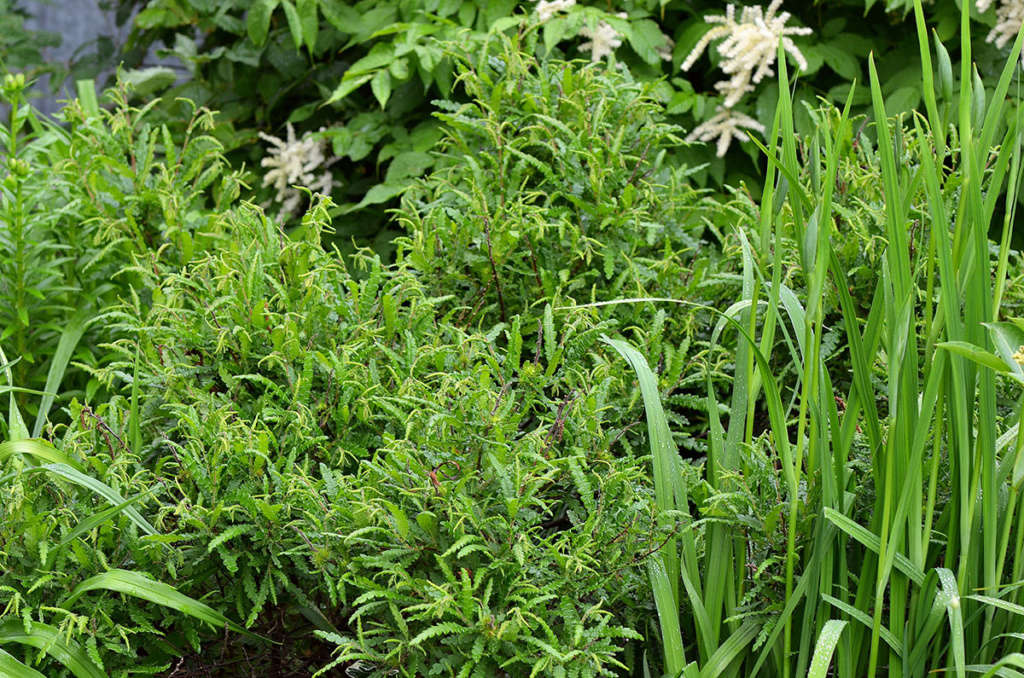 Gardening 101: Sweetfern - Gardenista