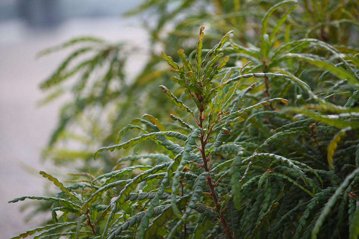 Gardening 101: Sweetfern - Gardenista