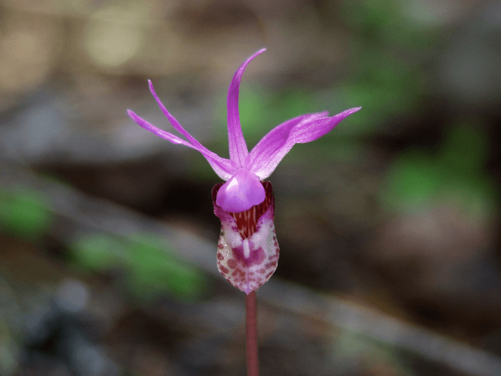 Everything You Need to Know About North American Native Orchids ...