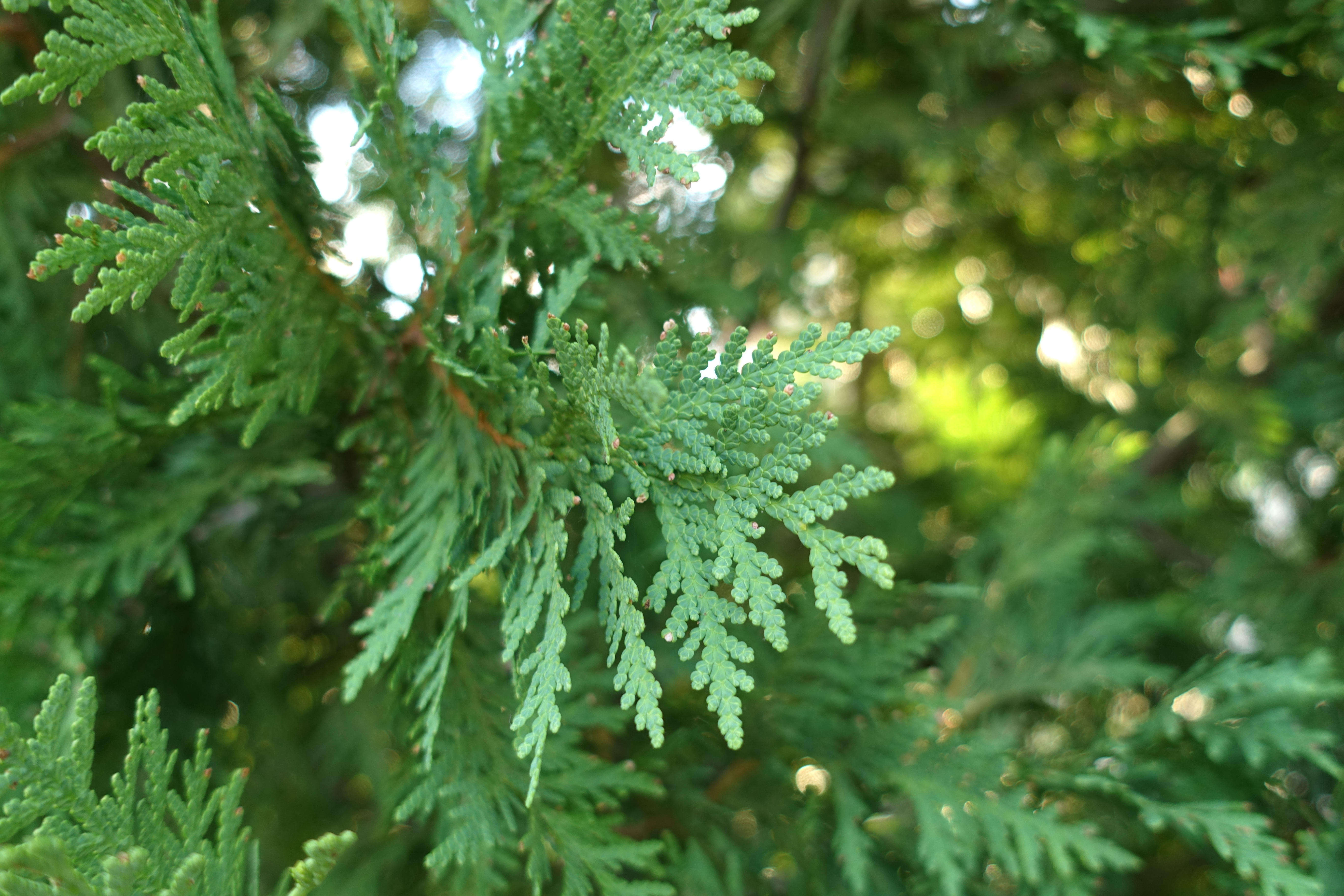 Gardening 101: Arborvitae - Gardenista