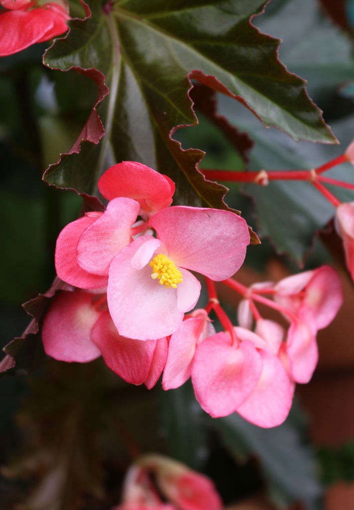 Plant Based Diet: 16 Edible Flowers to Grow - Gardenista