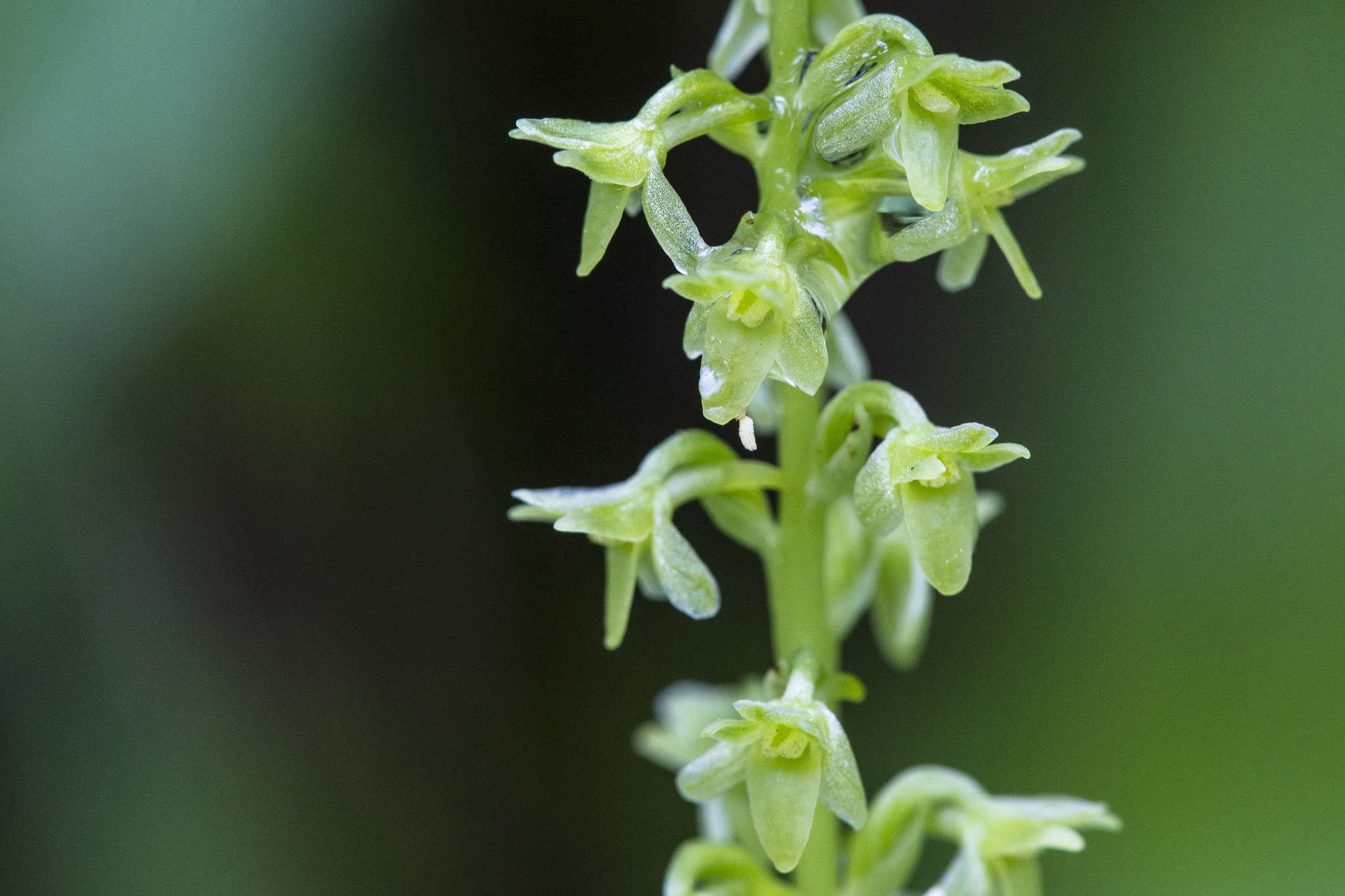 Everything You Need to Know About North American Native Orchids ...