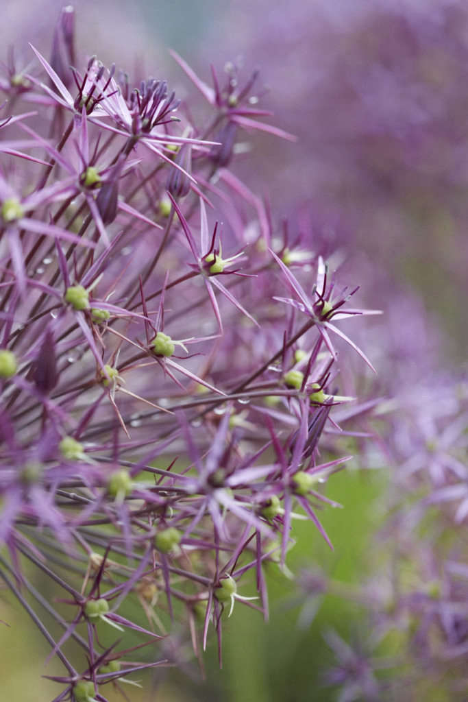 Everything You Need to Know About Ornamental Alliums - Gardenista