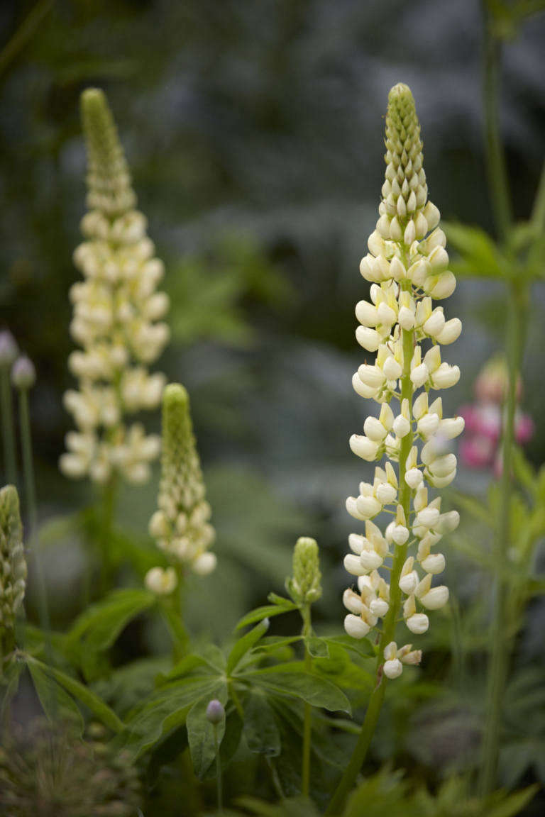Gardening 101: Lupine - Gardenista