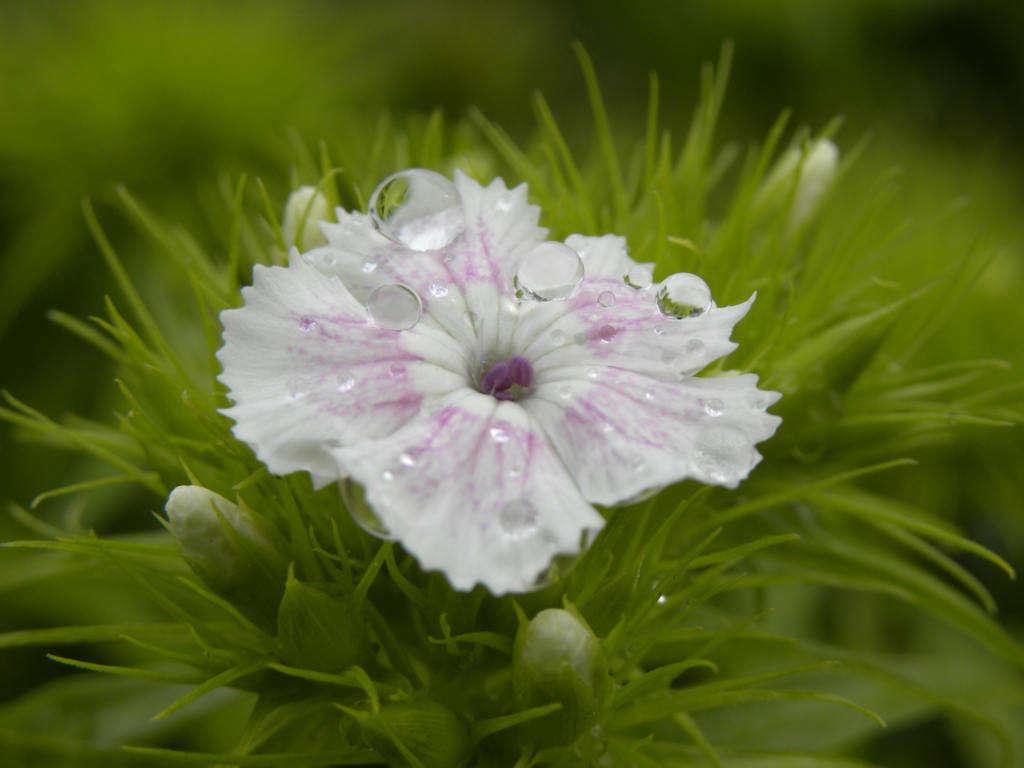 Dianthus: A Guide to Growing Garden Pinks