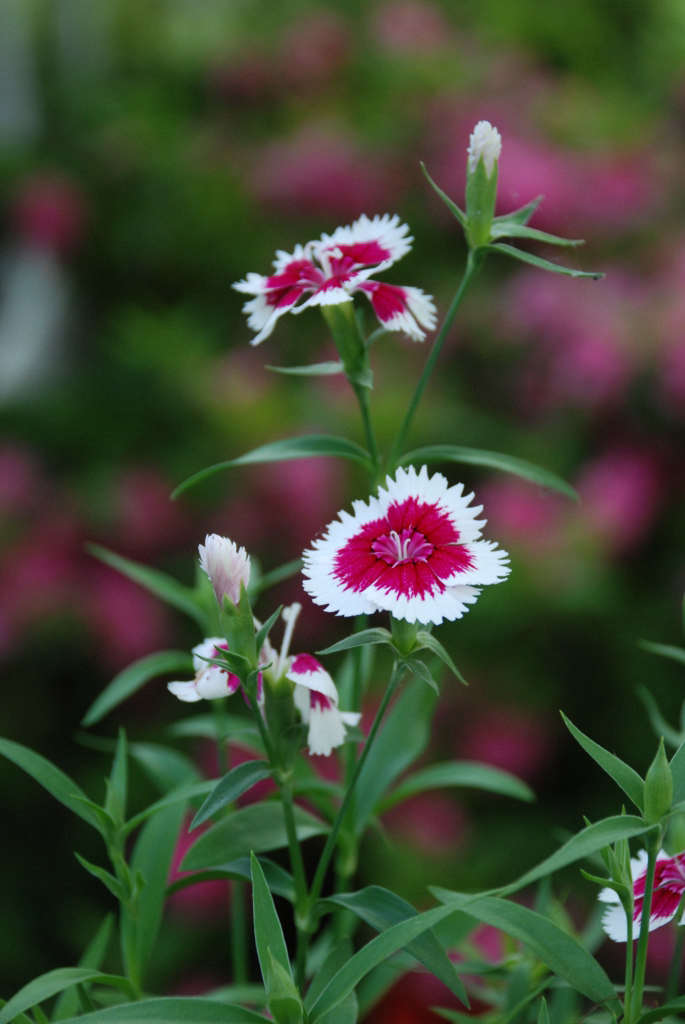 Dianthus: A Guide to Growing Garden Pinks