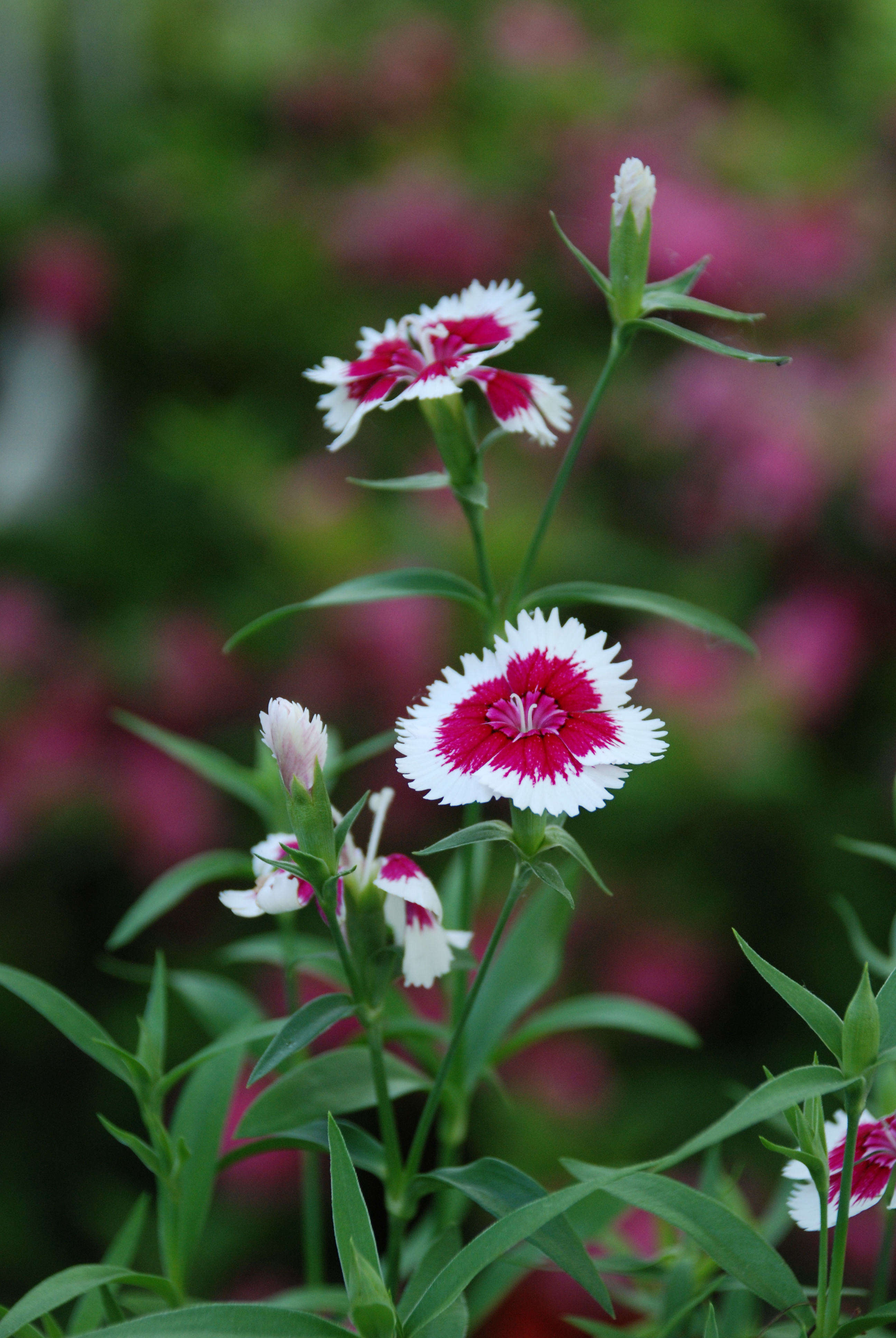 Dianthus: A Guide to Growing Garden Pinks