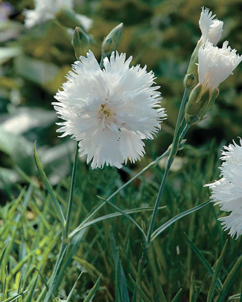 Dianthus: A Guide to Growing Garden Pinks