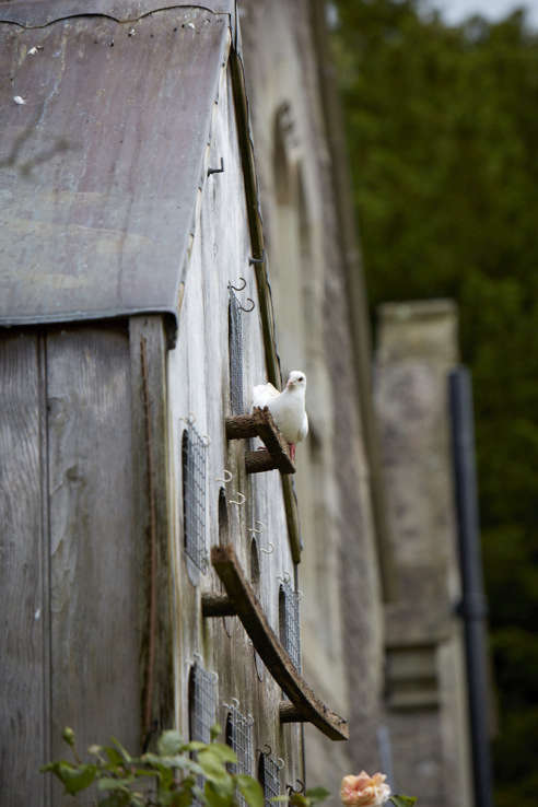 Dovecotes: Everything You Need to Know About the Ultimate English Birdhouse