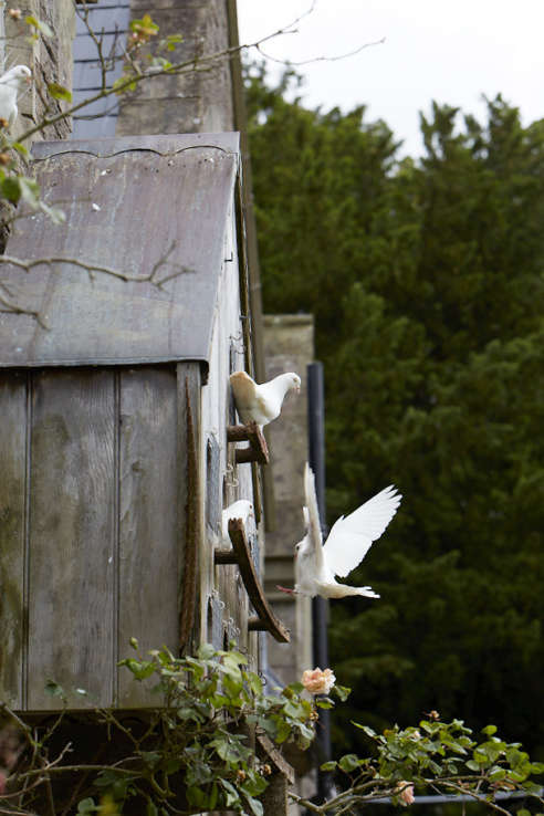 Dovecotes: Everything You Need to Know About the Ultimate English Birdhouse