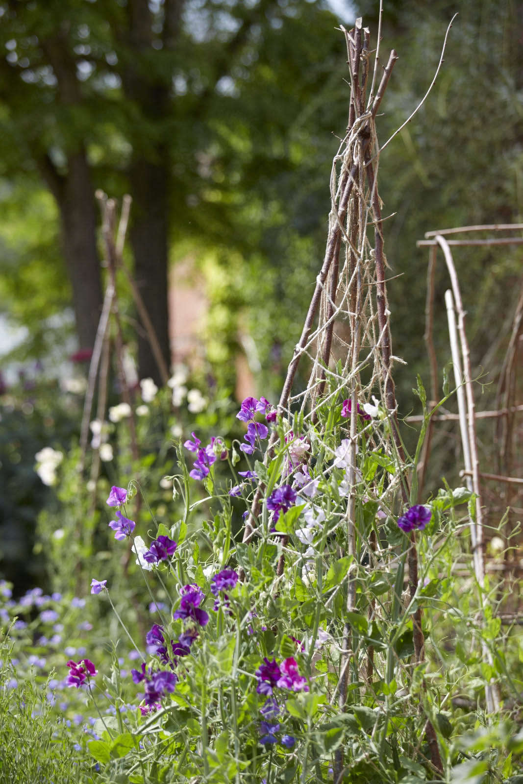10 Things Nobody Tells You About Vines - Gardenista