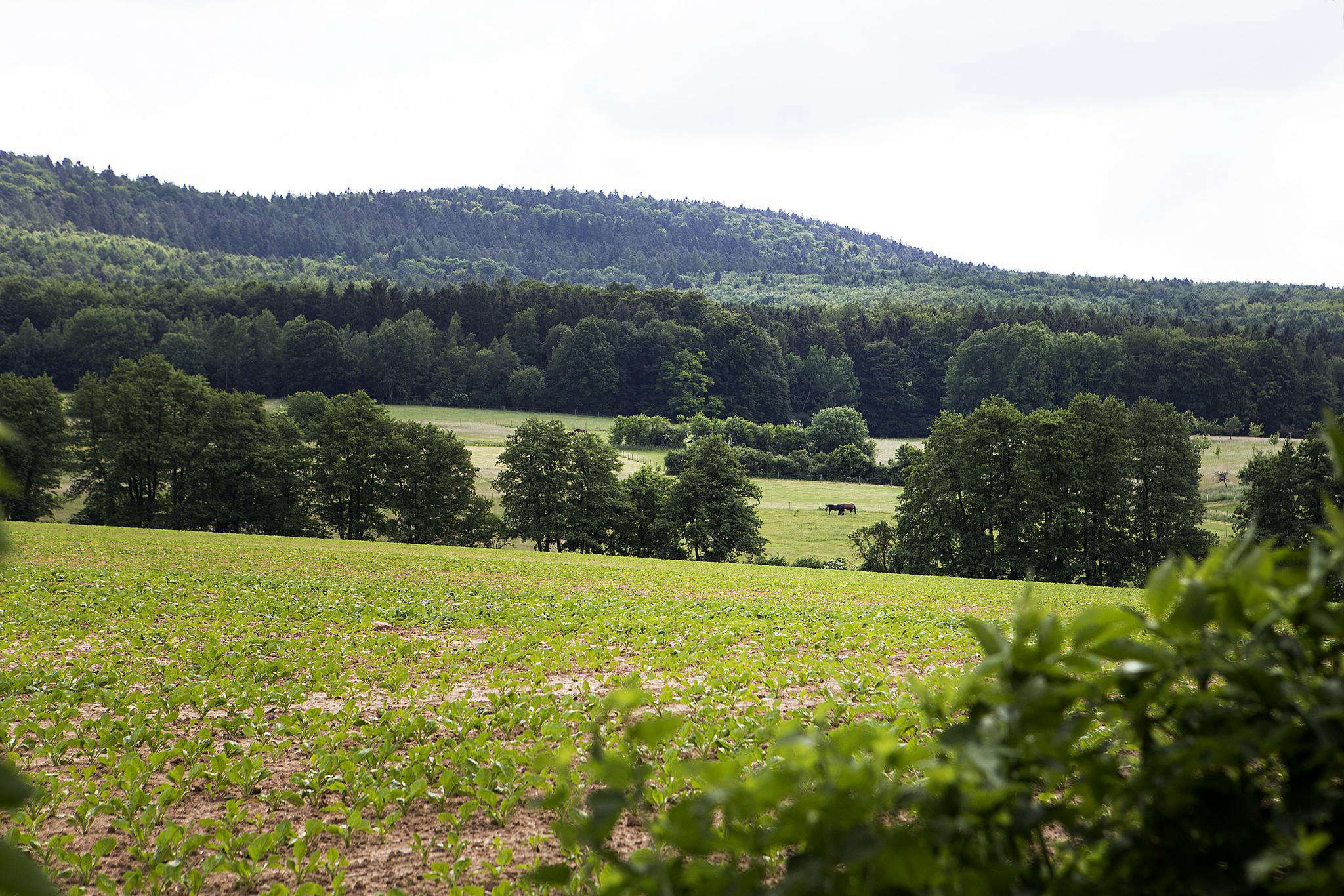 Garden Visit: An Enchanted Summerhouse in the German Countryside ...