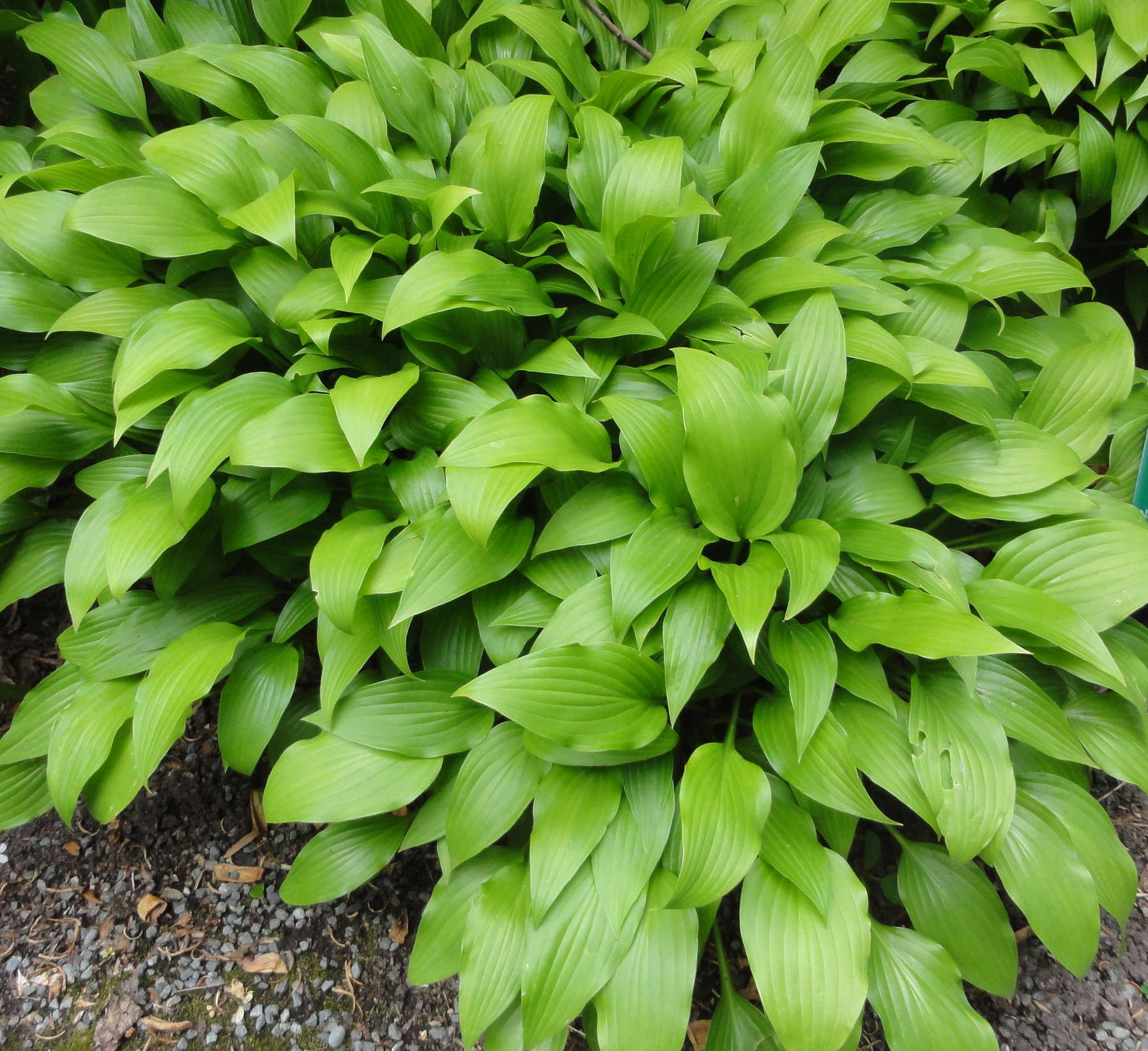 Hostas: How to Grow and Care for a Favorite Shade Garden Perennial Plant