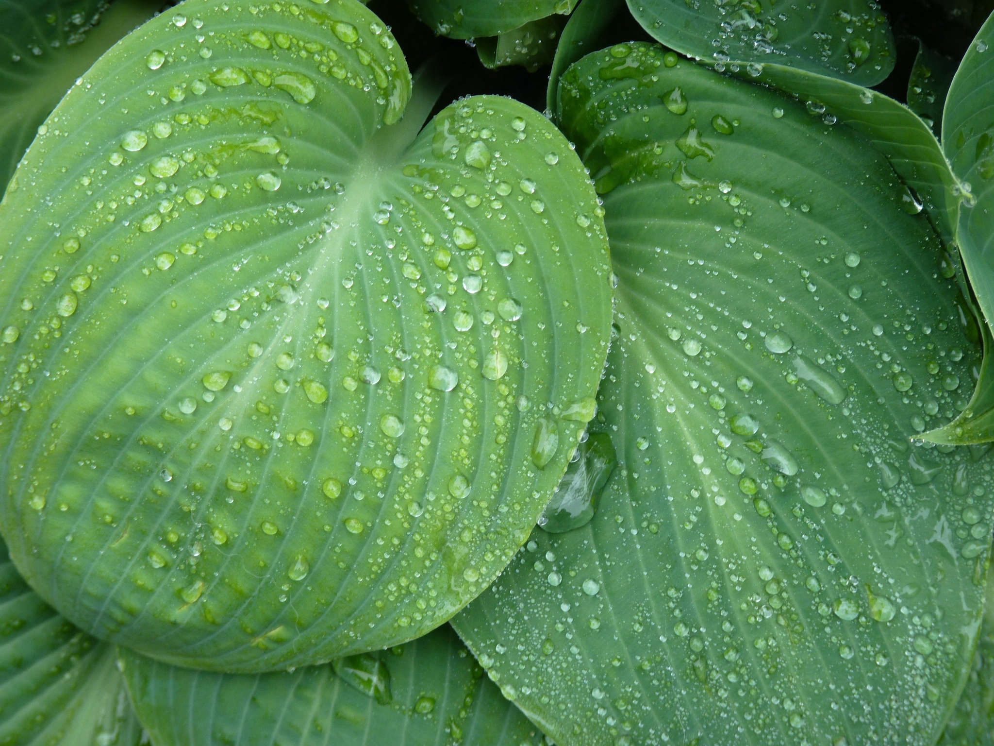 Hostas: How to Grow and Care for a Favorite Shade Garden Perennial Plant