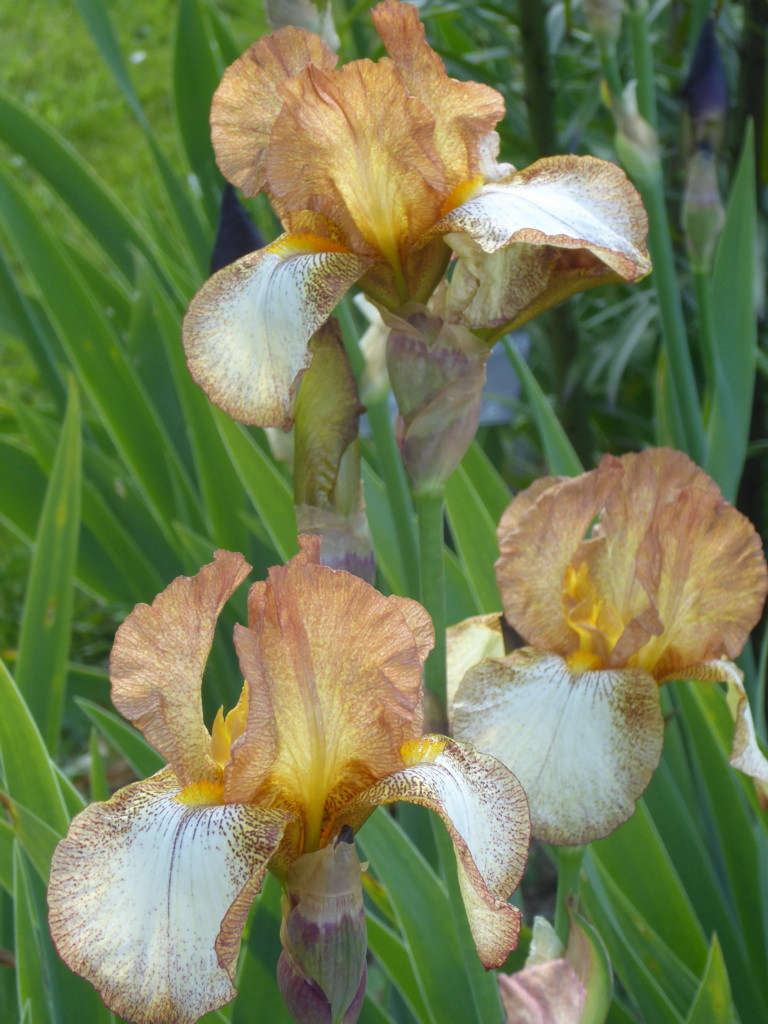 Everything You Need to Know to Grow Bearded Irises