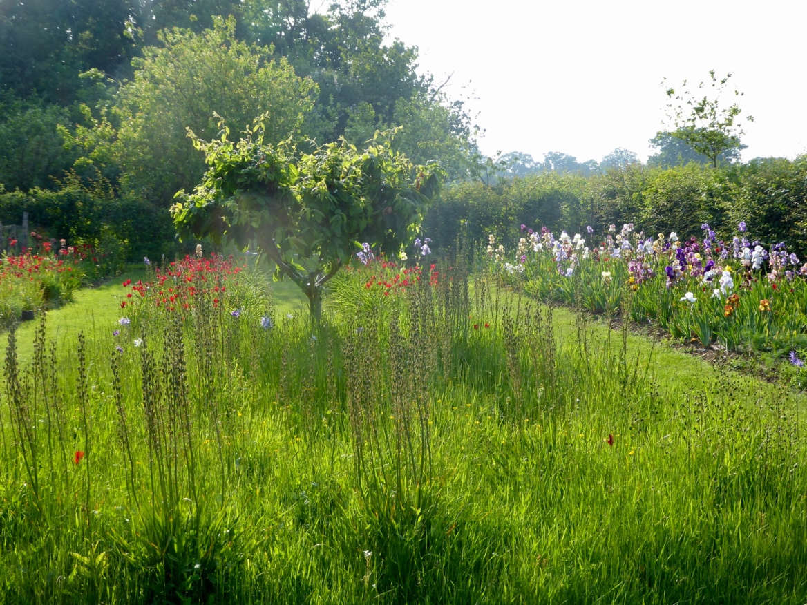 Everything You Need to Know to Grow Bearded Irises