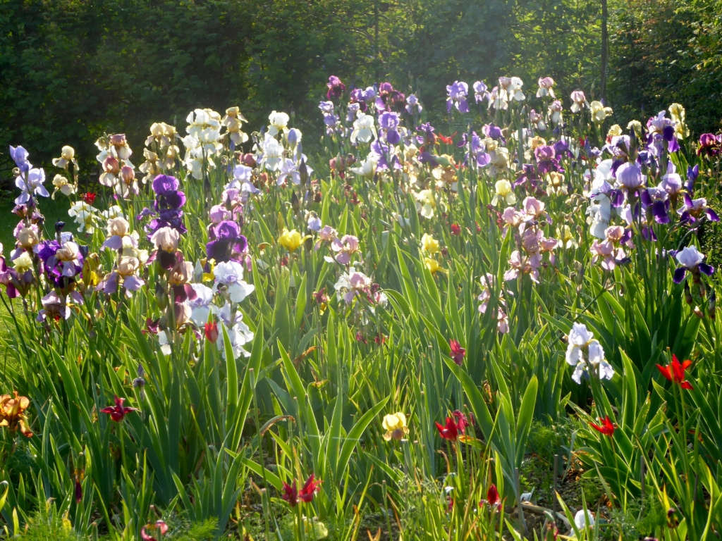 Everything You Need to Know to Grow Bearded Irises