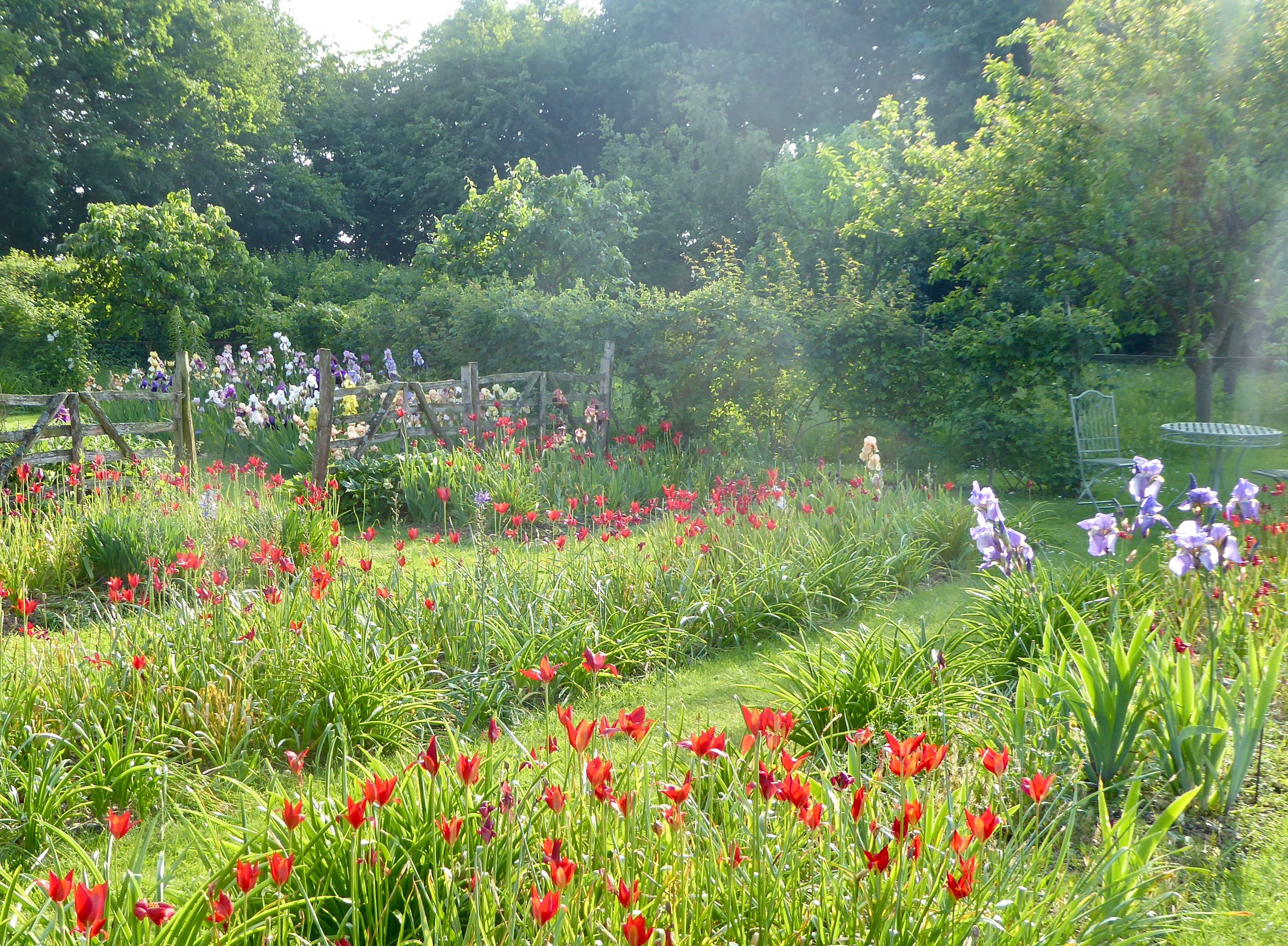 Everything You Need to Know to Grow Bearded Irises