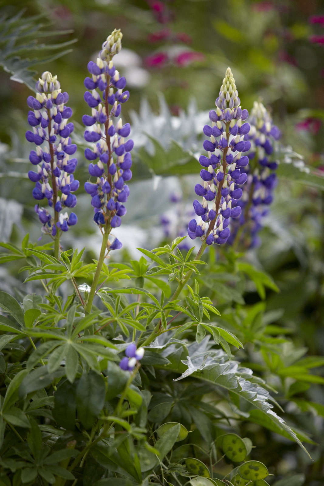 How to Successfully Grow Lupines: A Field Guide to Planting, Care, and ...