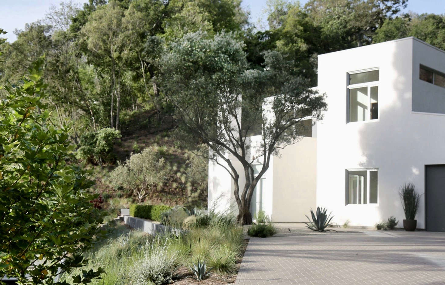 Genius Garden Ideas: 10 Landscapes with Olive Trees - Gardenista