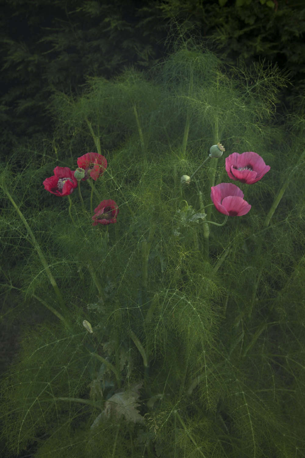 Gardening 101: Opium Poppy - Gardenista
