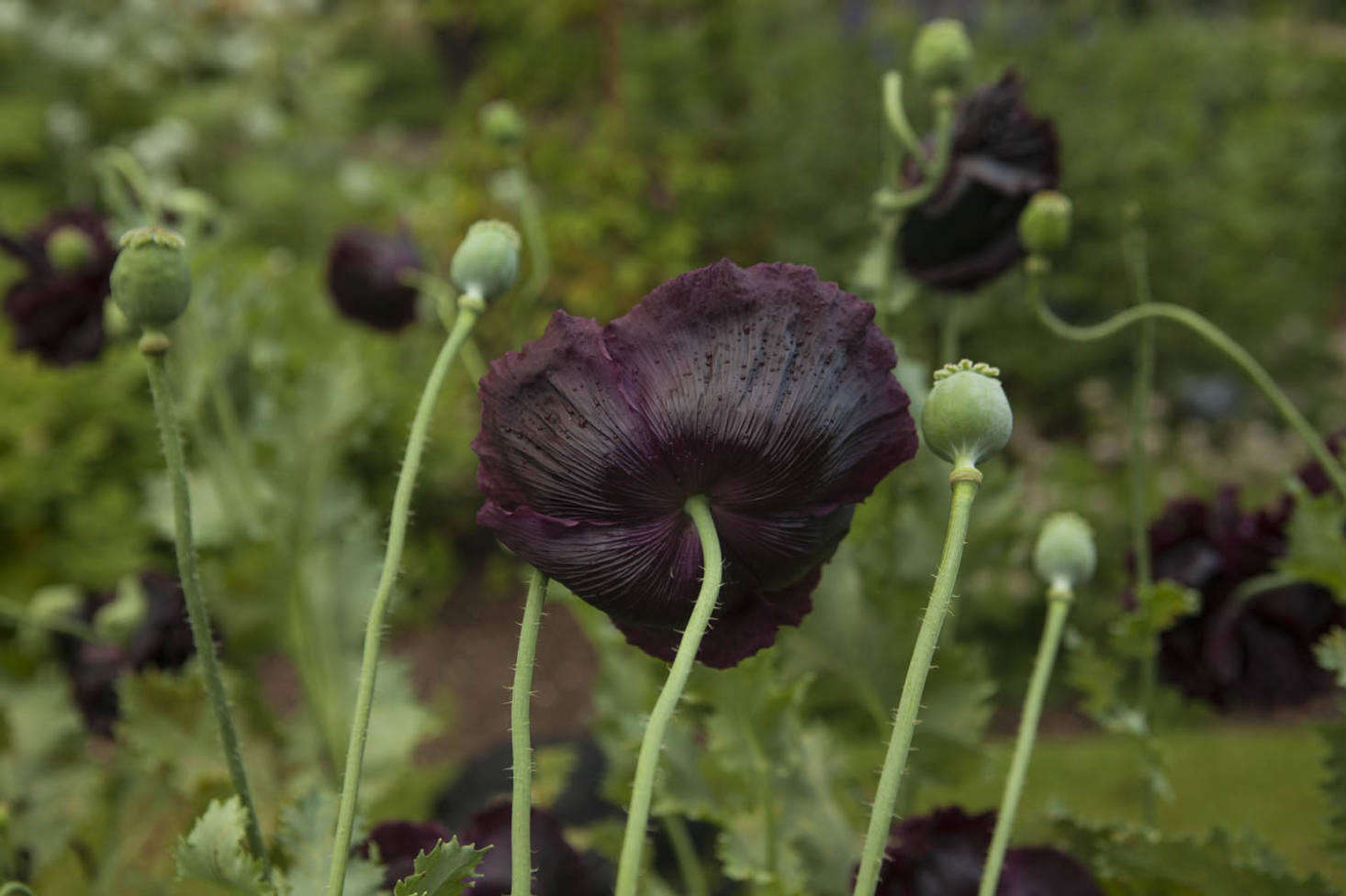 Gardening 101: Opium Poppy - Gardenista