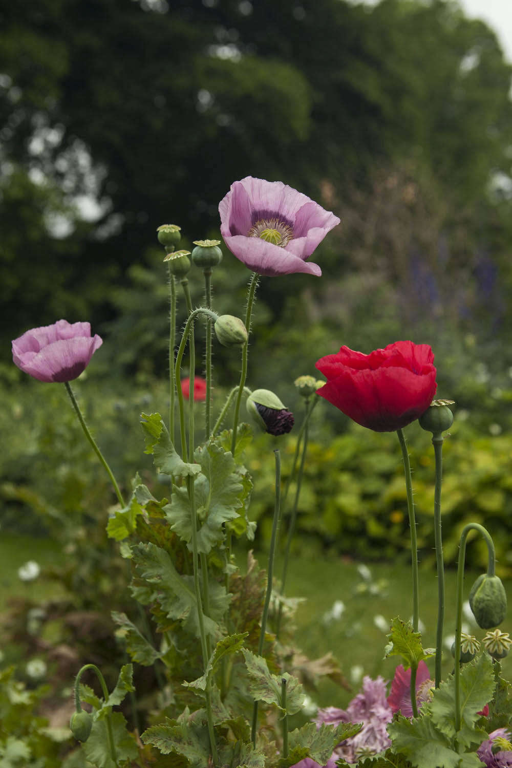 Gardening 101: Opium Poppy - Gardenista
