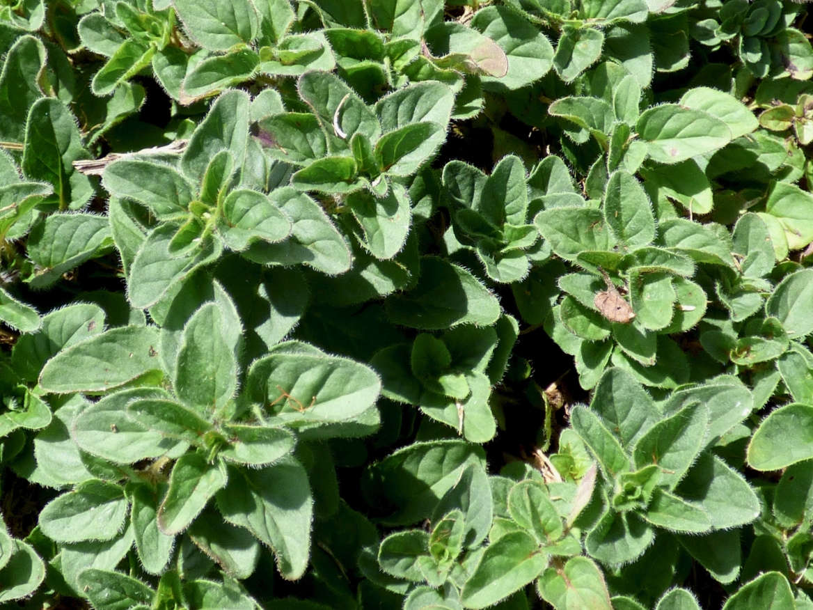 Oregano: A Culinary Herb to Grow in Your Edible Garden