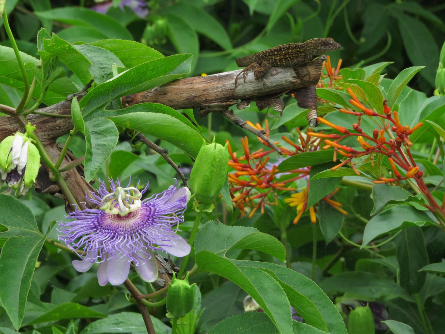 Gardening 101: Passionflower - Gardenista