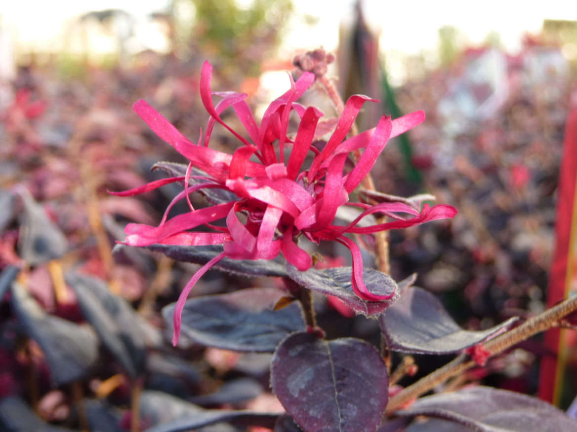 Gardening 101: Chinese Fringe Flower - Gardenista