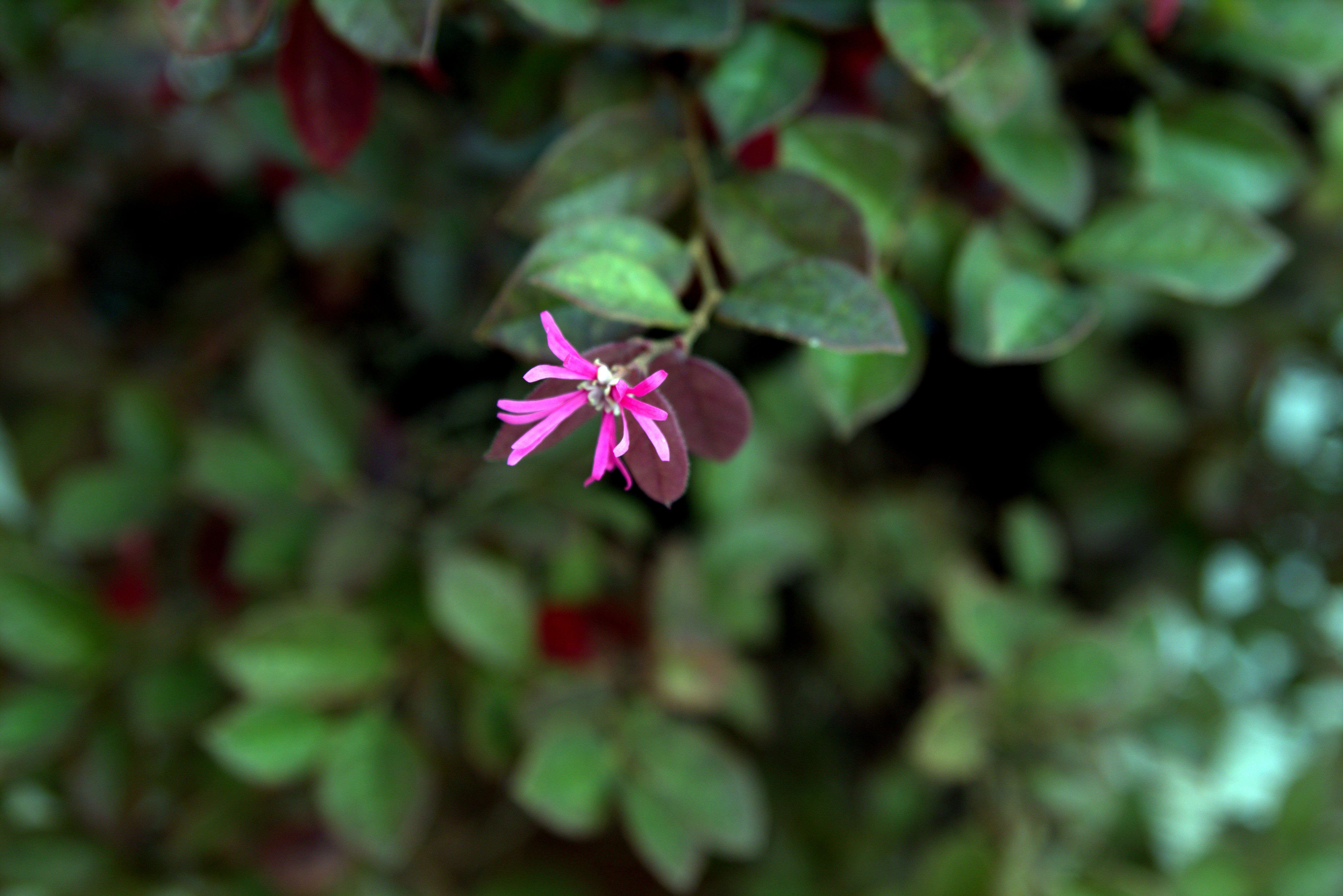 Gardening 101: Chinese Fringe Flower - Gardenista
