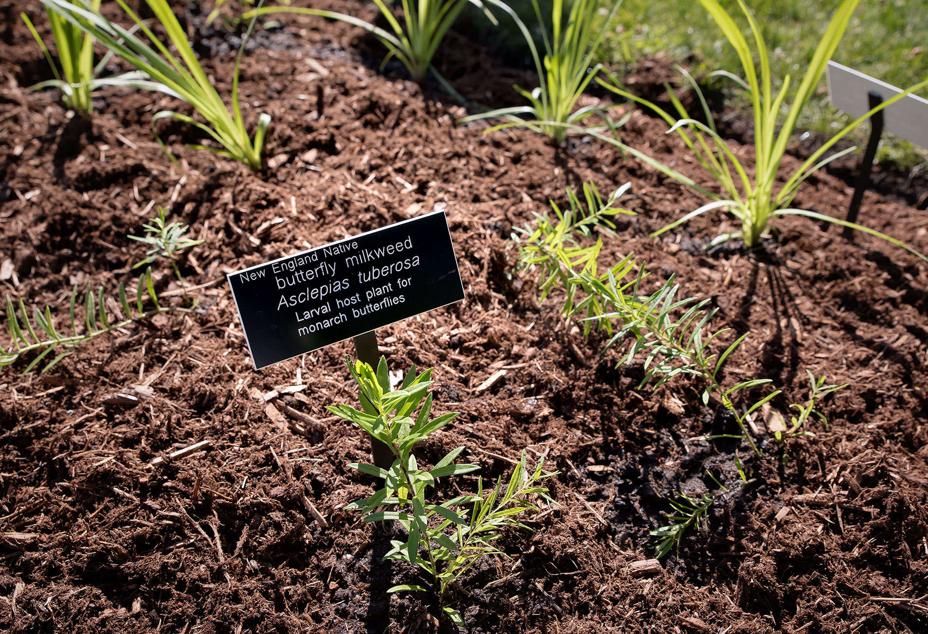 Pollinator Gardens: 8 Easy Steps to Design a Landscape with Native ...