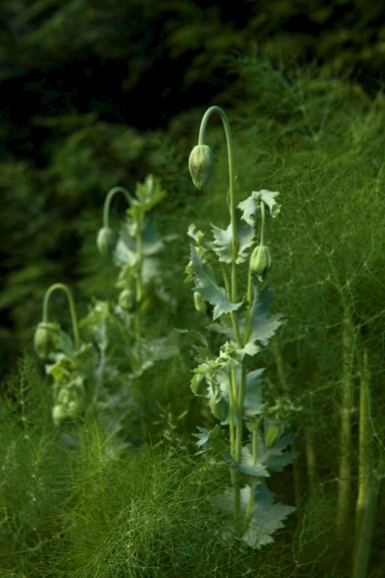 Gardening 101: Opium Poppy - Gardenista