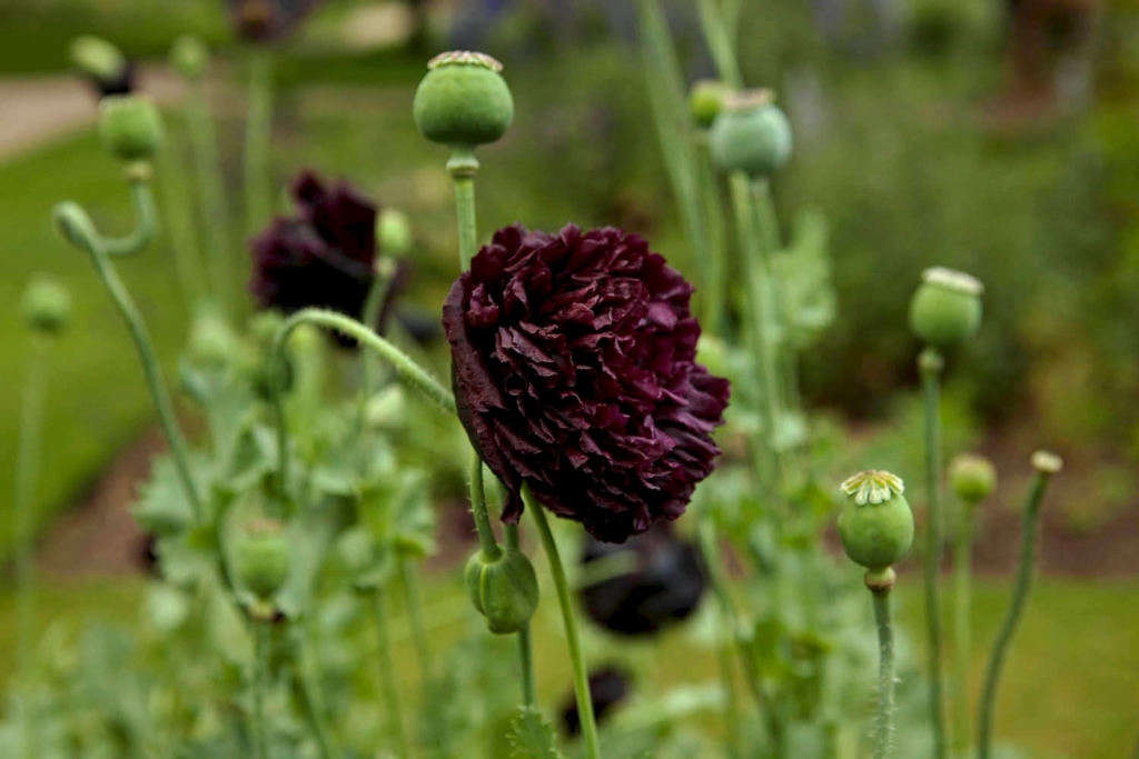 Gardening 101: Opium Poppy - Gardenista