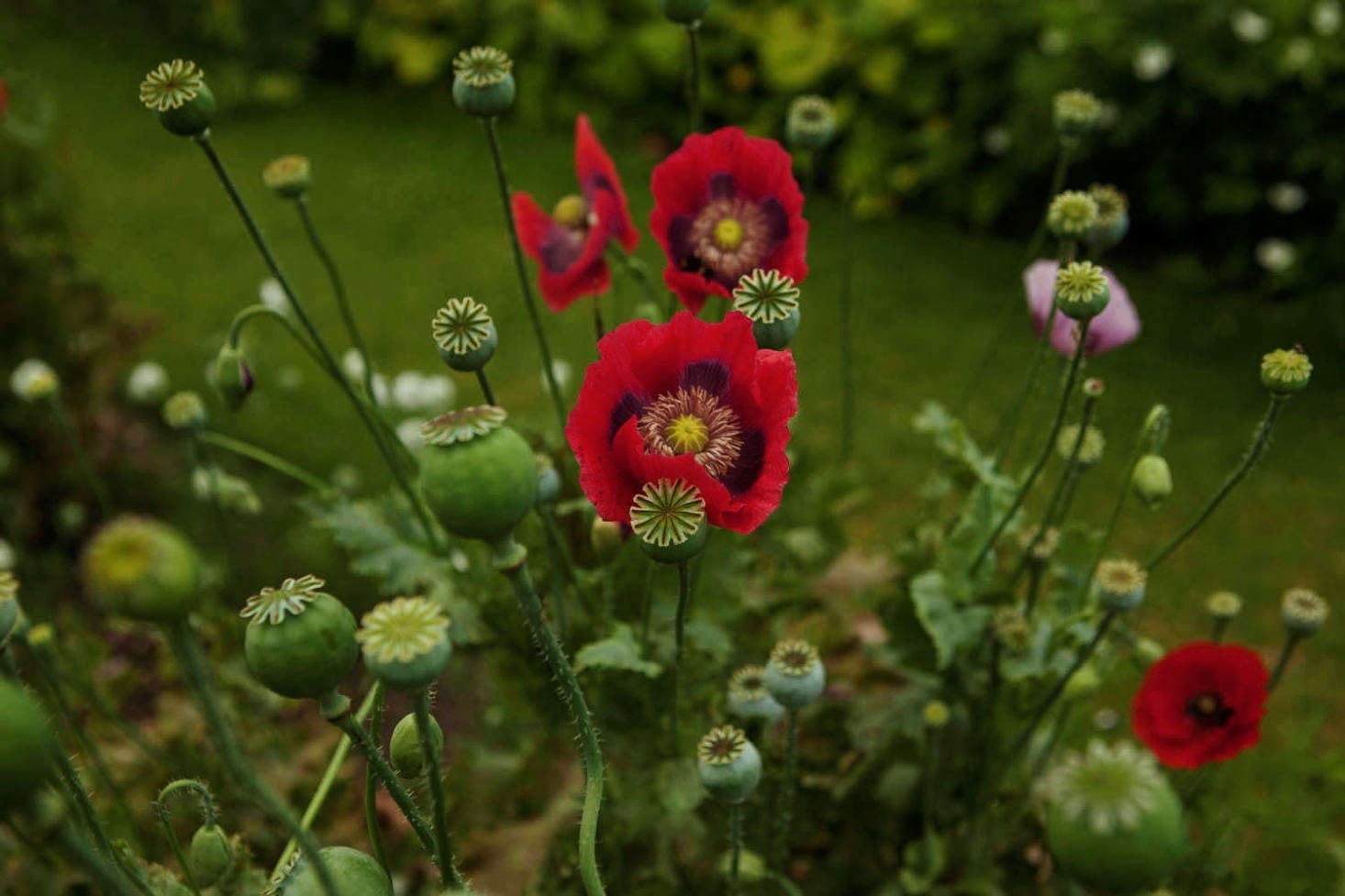 Gardening 101: Opium Poppy - Gardenista