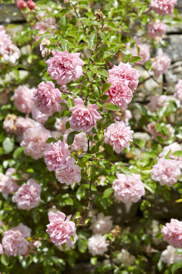 Everything You Need to Know About Rambler Roses - Gardenista