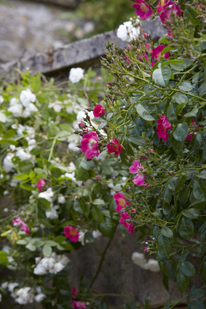 Everything You Need to Know About Rambler Roses - Gardenista