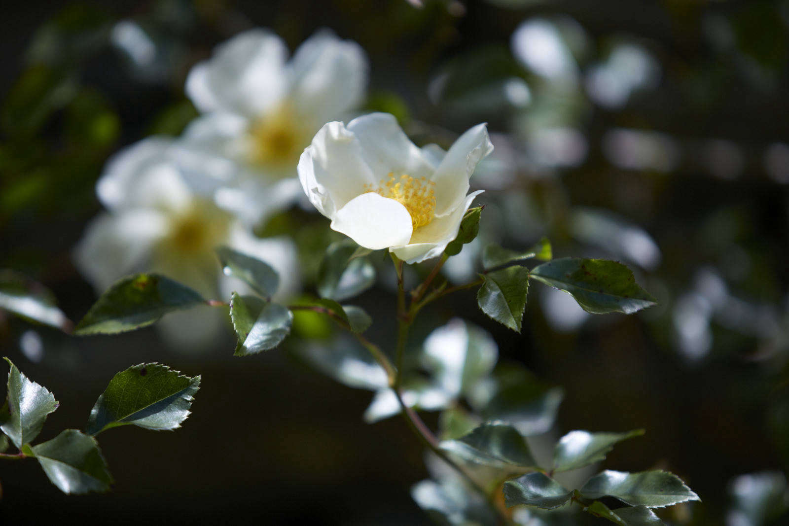 Everything You Need to Know About Rambler Roses - Gardenista