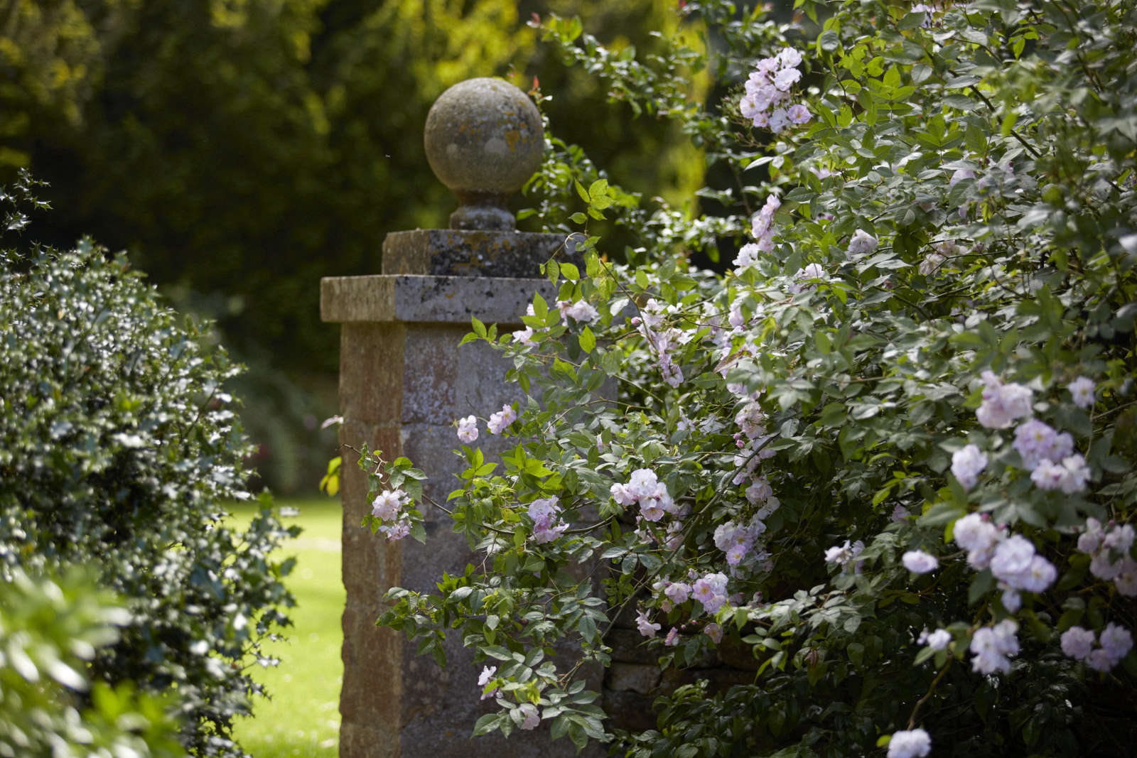 Everything You Need to Know About Rambler Roses - Gardenista