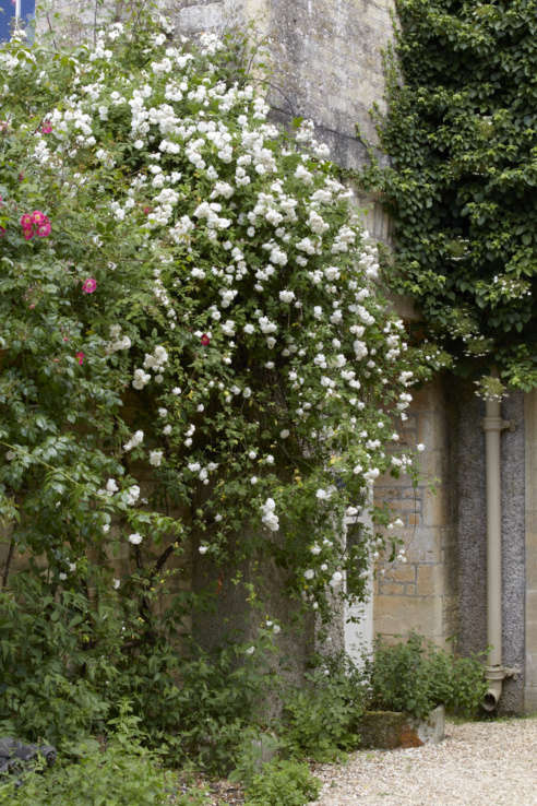 Everything You Need to Know About Rambler Roses - Gardenista