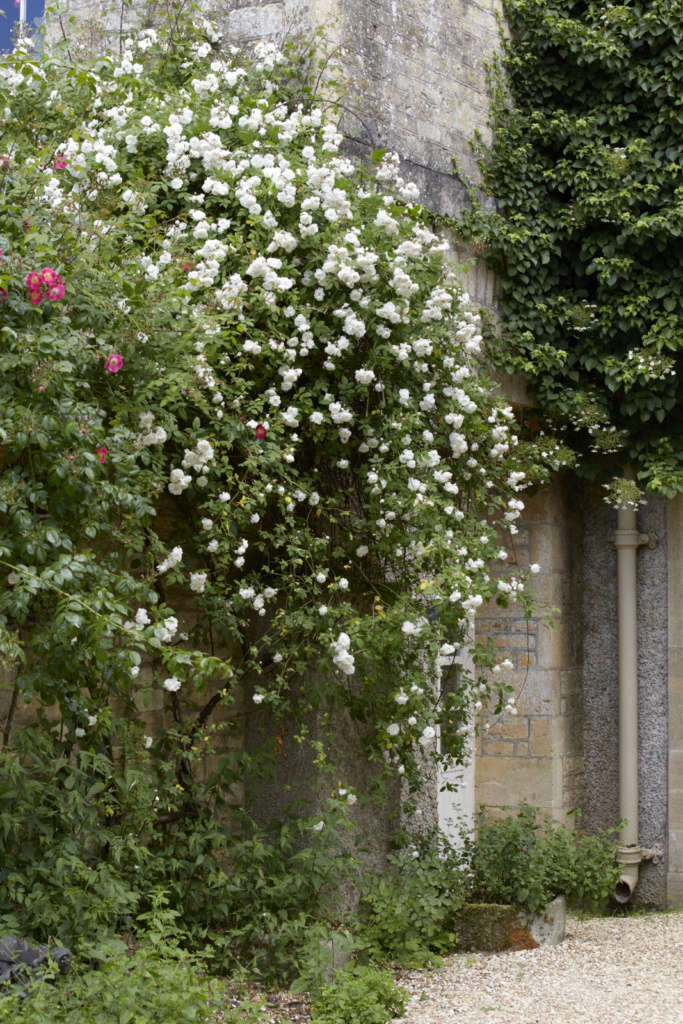 Everything You Need to Know About Rambler Roses - Gardenista