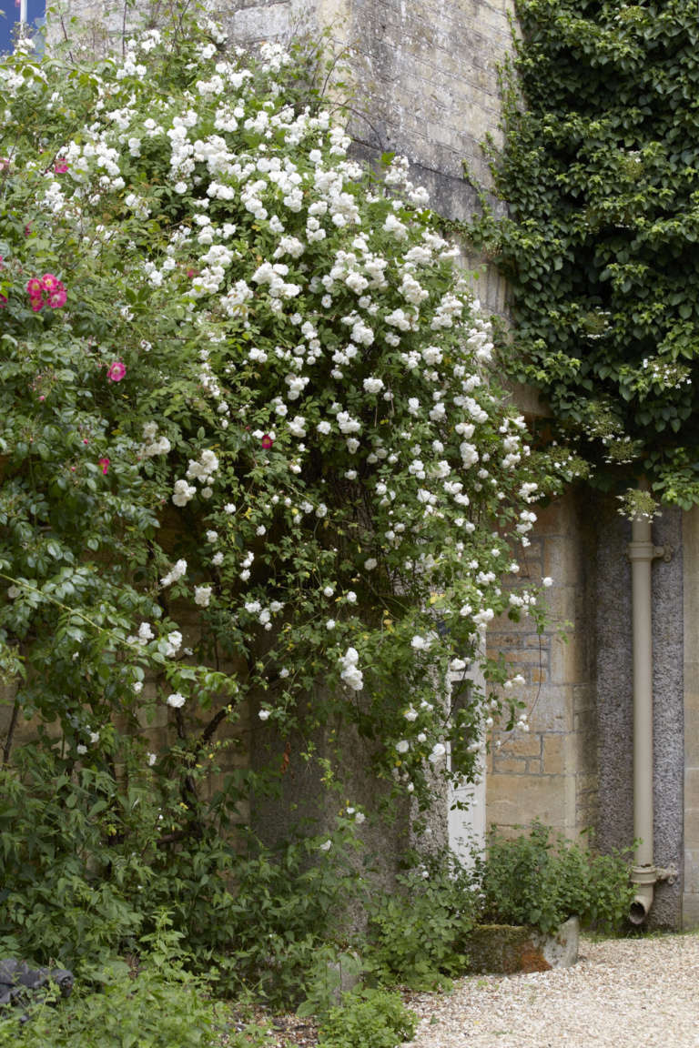 Everything You Need to Know About Rambler Roses - Gardenista