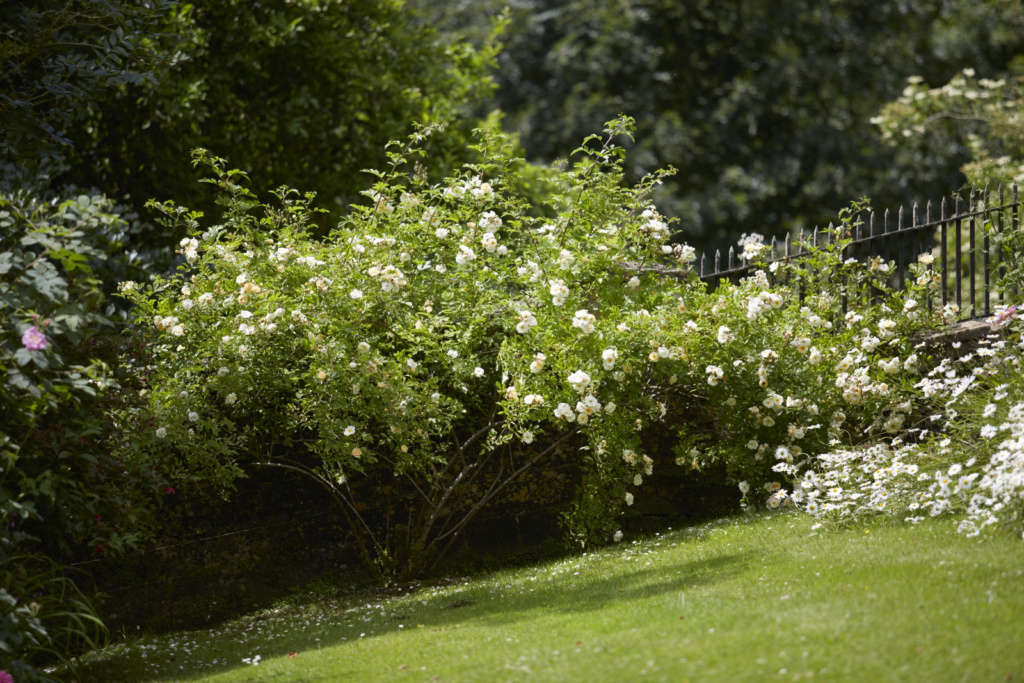 Everything You Need to Know About Rambler Roses - Gardenista