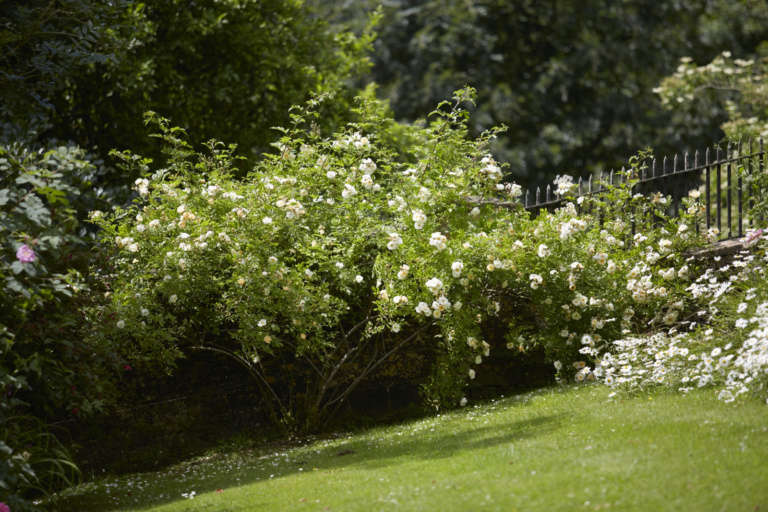 Everything You Need to Know About Rambler Roses - Gardenista