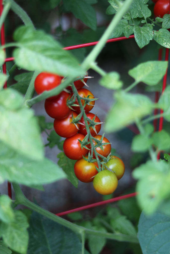 Gardening 101: How to Grow Vegetables in the Shade - Gardenista