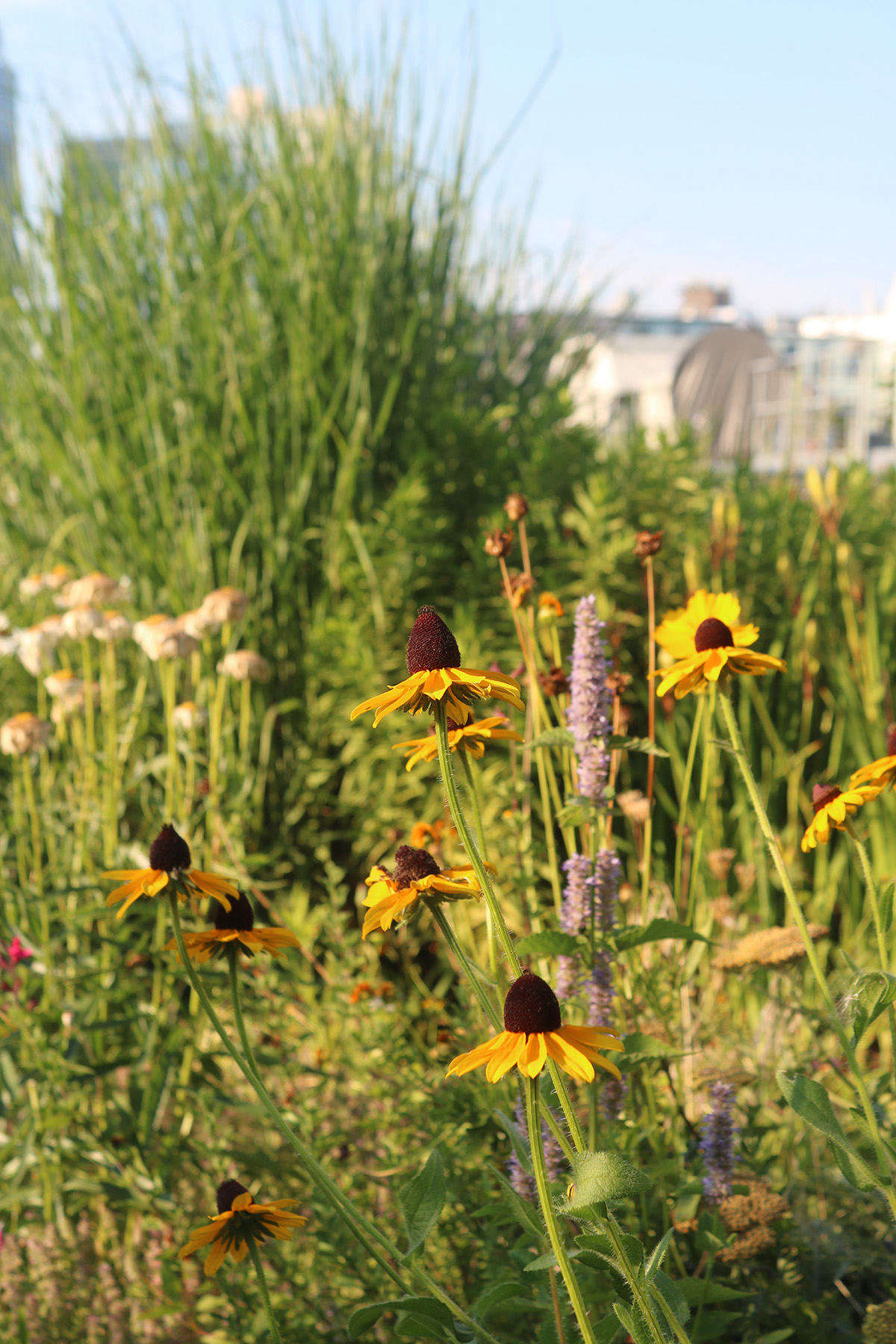 Vice Media's Rooftop: A Brooklyn Meadow Garden with Panoramic Views ...