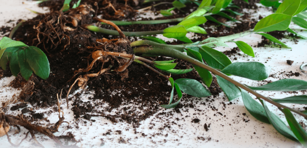 Everything You Need to Know About ZZ Plants - Gardenista