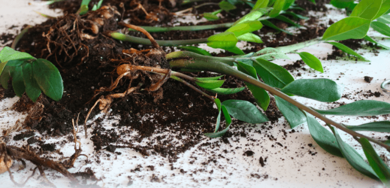 Everything You Need to Know About ZZ Plants - Gardenista