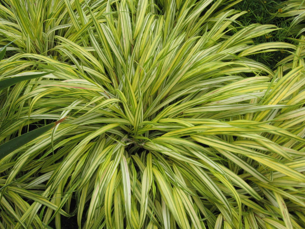 Gardening 101 Hakone Grass Gardenista