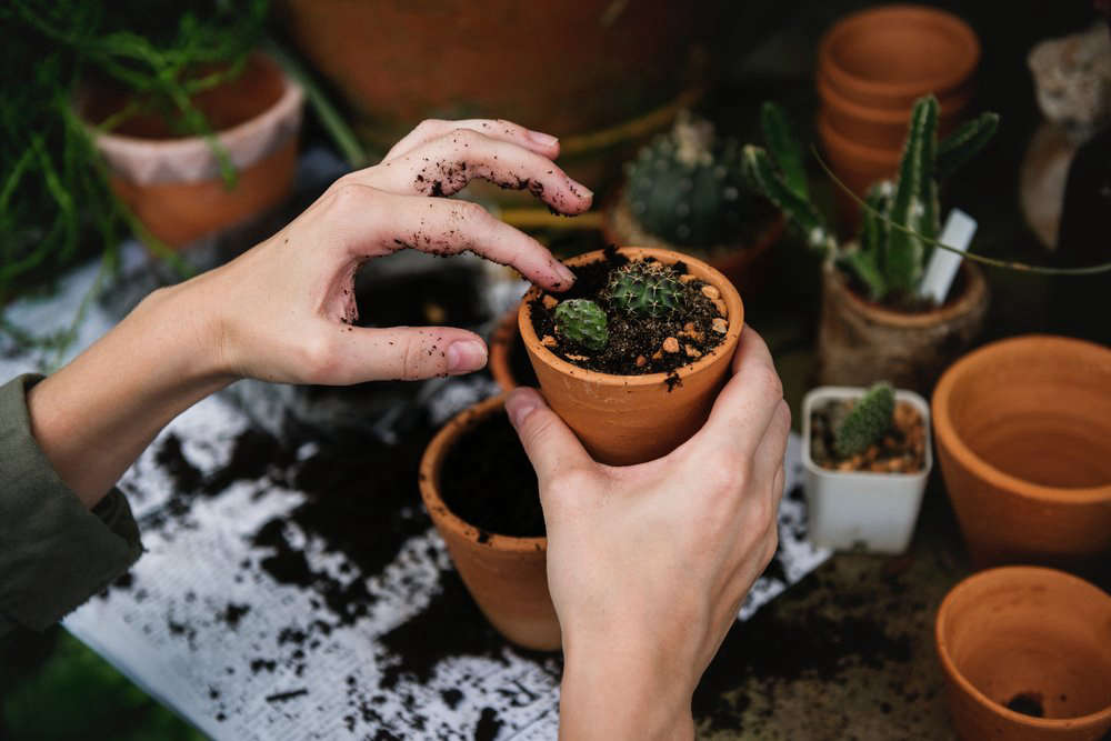 Houseplants 101: How to Propagate Plants - Gardenista